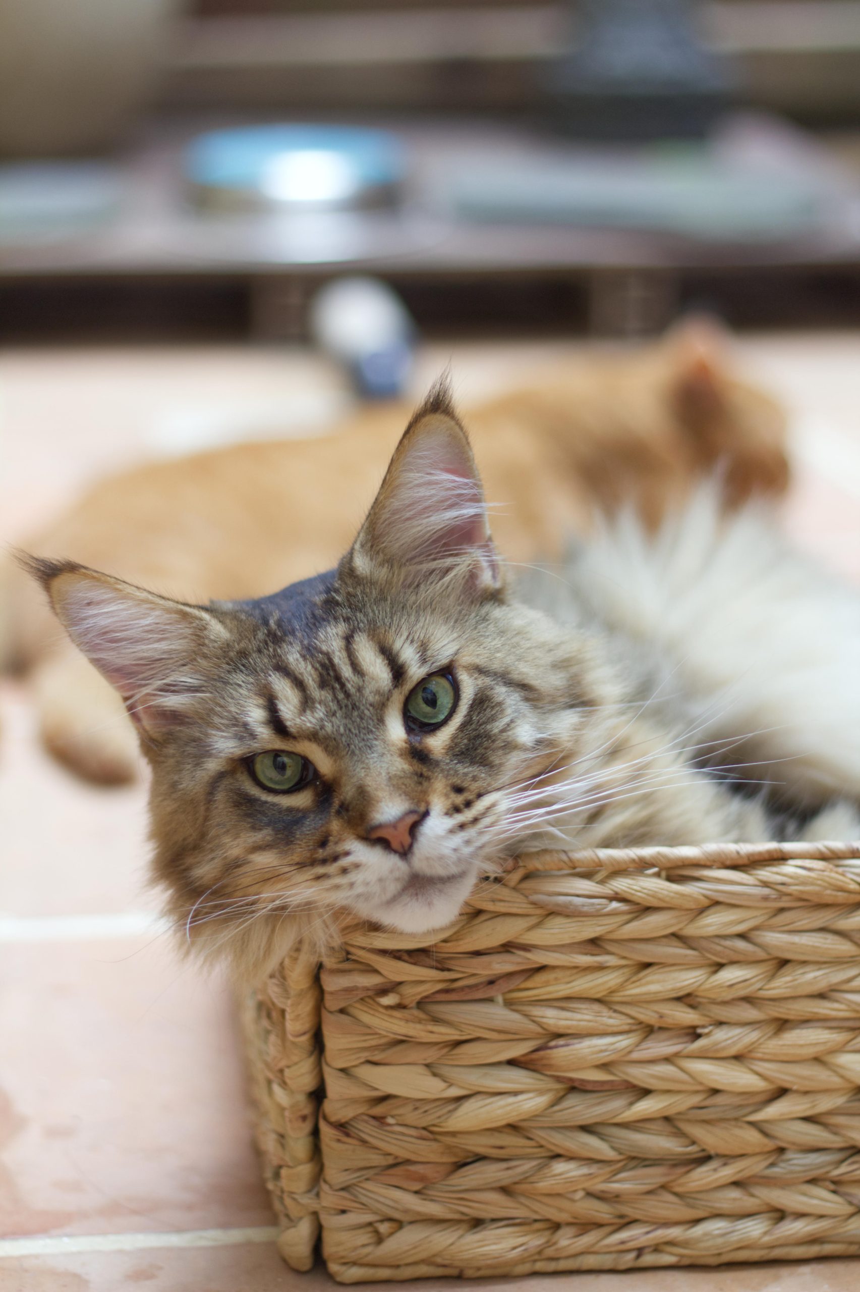 Page d’accueil - Le Comptoir Des Chats